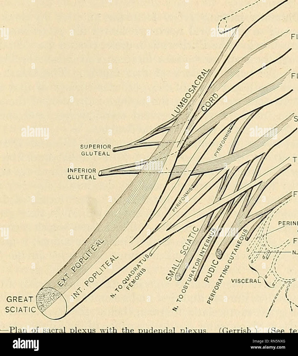 . Anatomy, descriptive and applied. Anatomy. THE SACIiAL PLEXUS 1053 ...