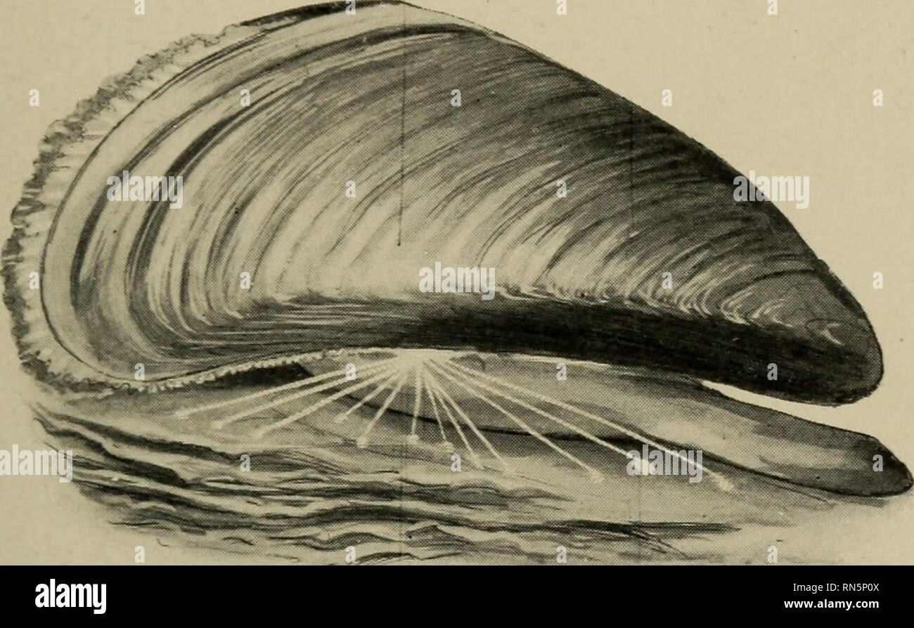 Byssus threads hi-res stock photography and images - Alamy