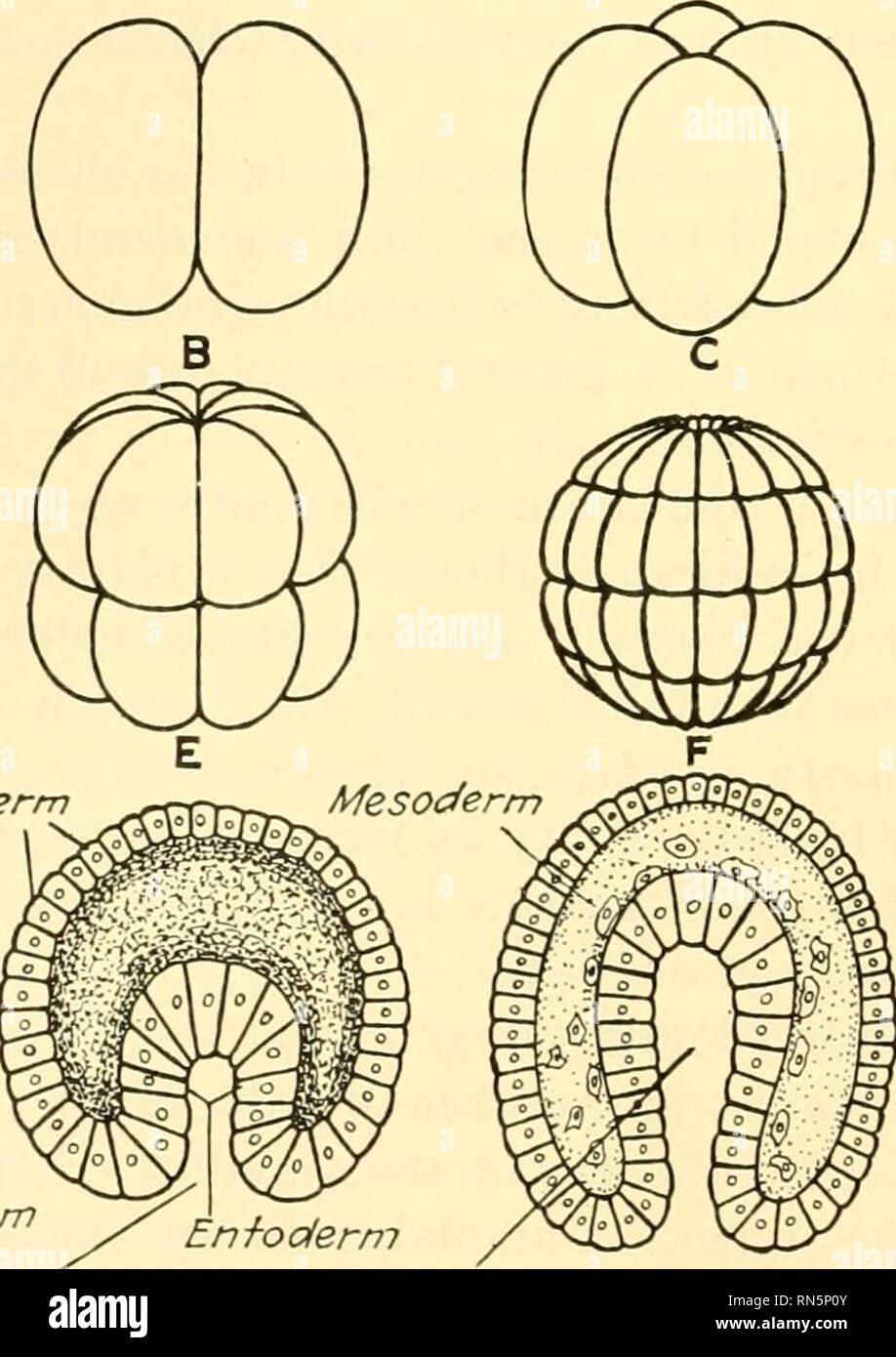 Morula Blastula Gastrula