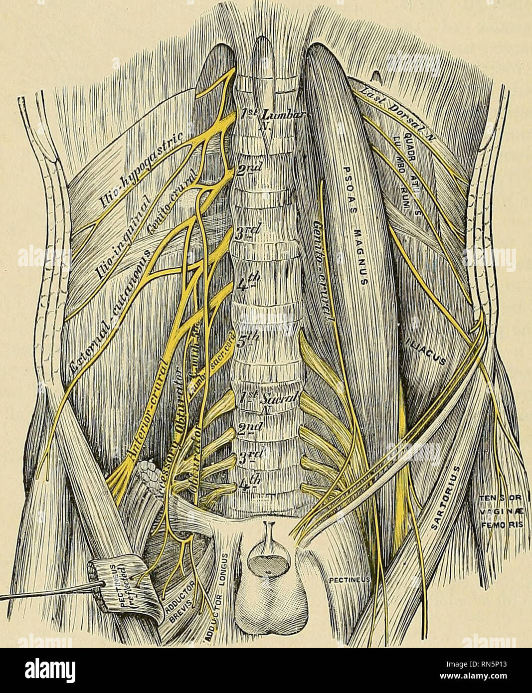 . Anatomy, descriptive and applied. Anatomy. 1046 THE NERVE SYSTEM The ...