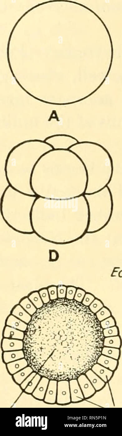 Blastocoel hi-res stock photography and images - Alamy