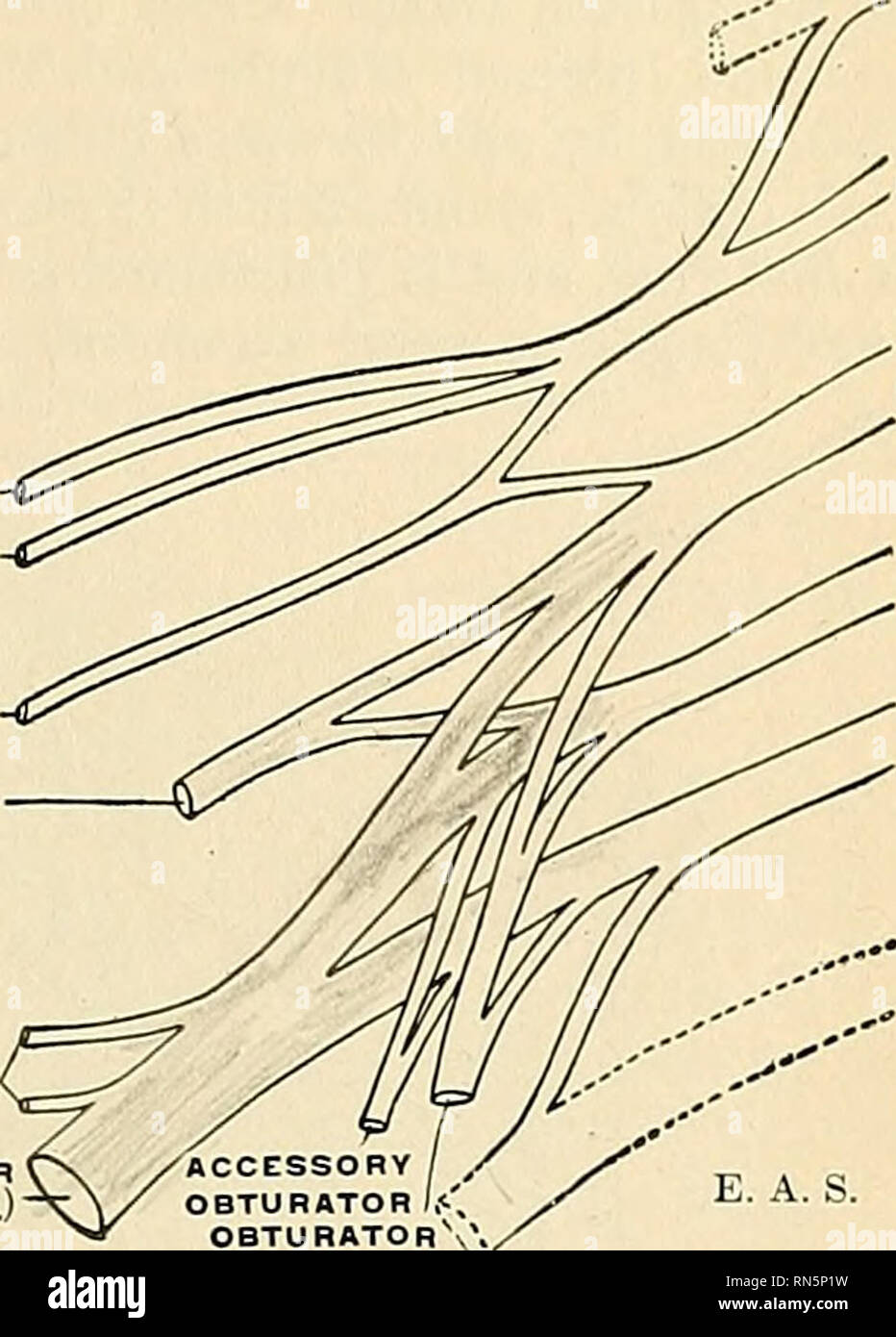 Ilioinguinal Nerve Distribution
