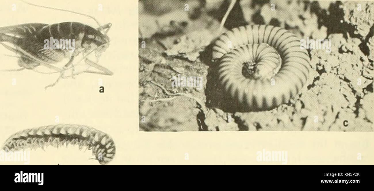 Temperate Deciduous Forest Insects