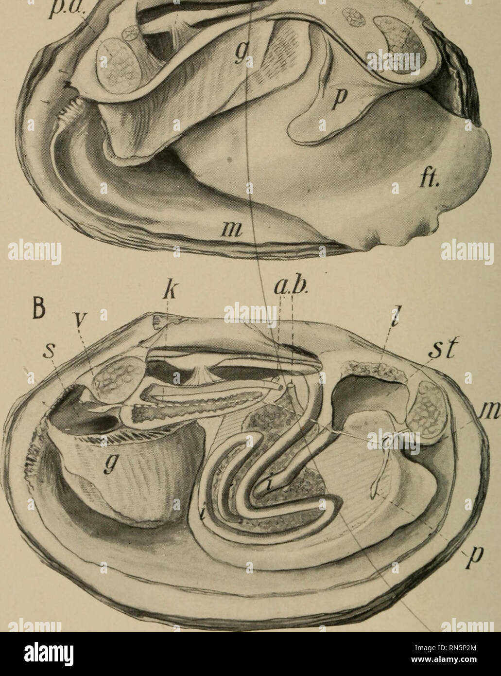 Clam Internal Anatomy