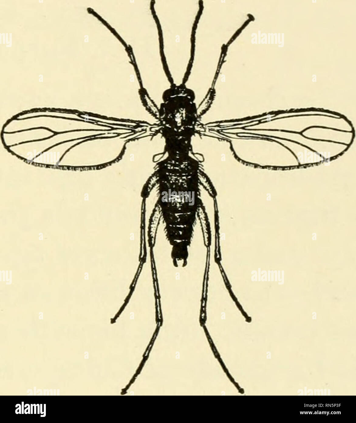 . Animal communities in temperate America : as illustrated in the ...