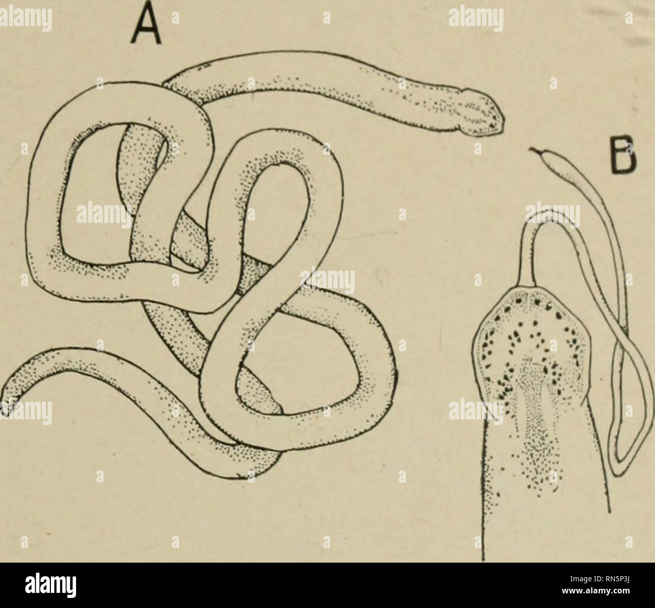 Proboscis Worms High Resolution Stock Photography and Images - Alamy