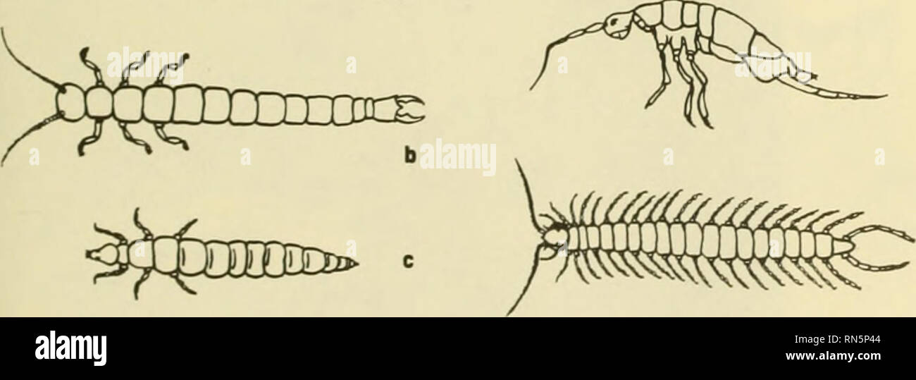 . Animal Ecology. Animal ecology. surfaces of the soil particles ...