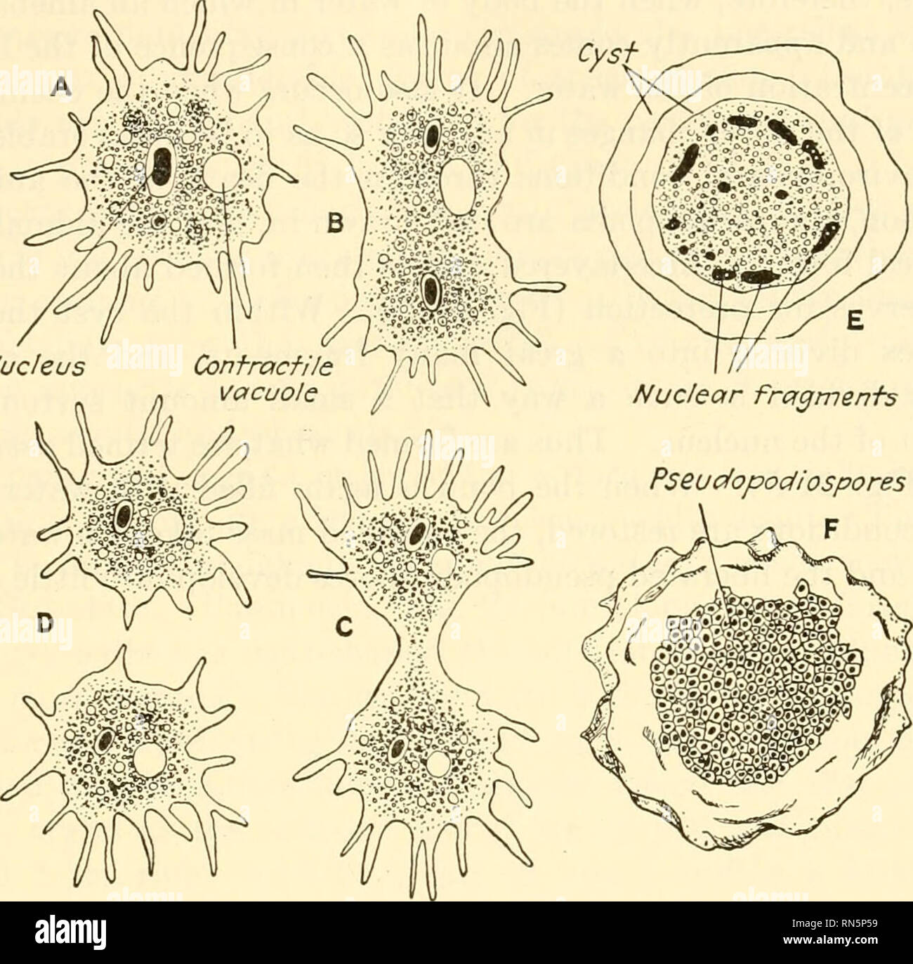Optimum body temperature hi-res stock photography and images - Alamy