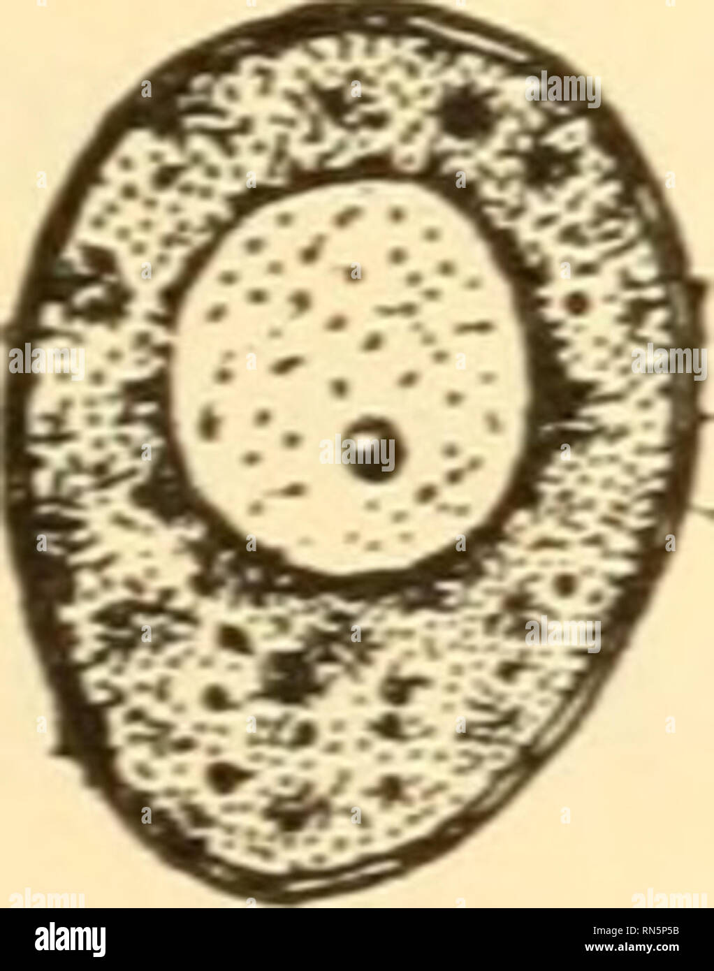 . Animal biology. Biology; Zoology; Physiology. Proteins of Green ...
