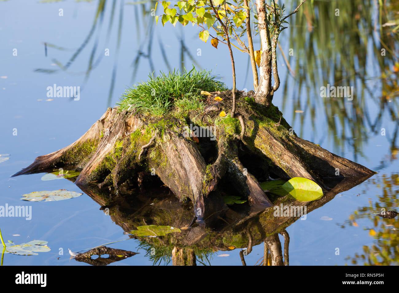 Old stump growing new tree Stock Photo - Alamy