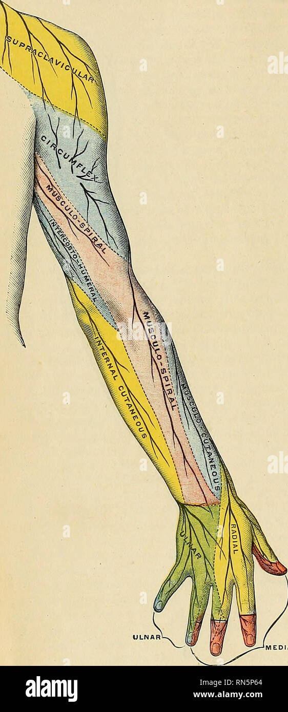 Posterior cutaneous nerve of forearm hi-res stock photography and ...