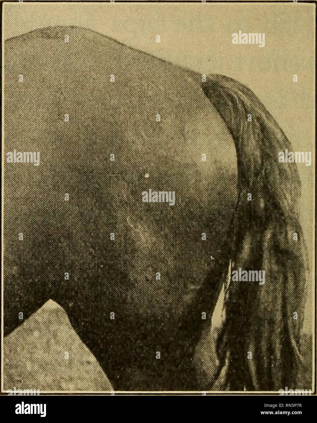 . Animal husbandry. Livestock. Fig. 84. — A croup of good draft type ...