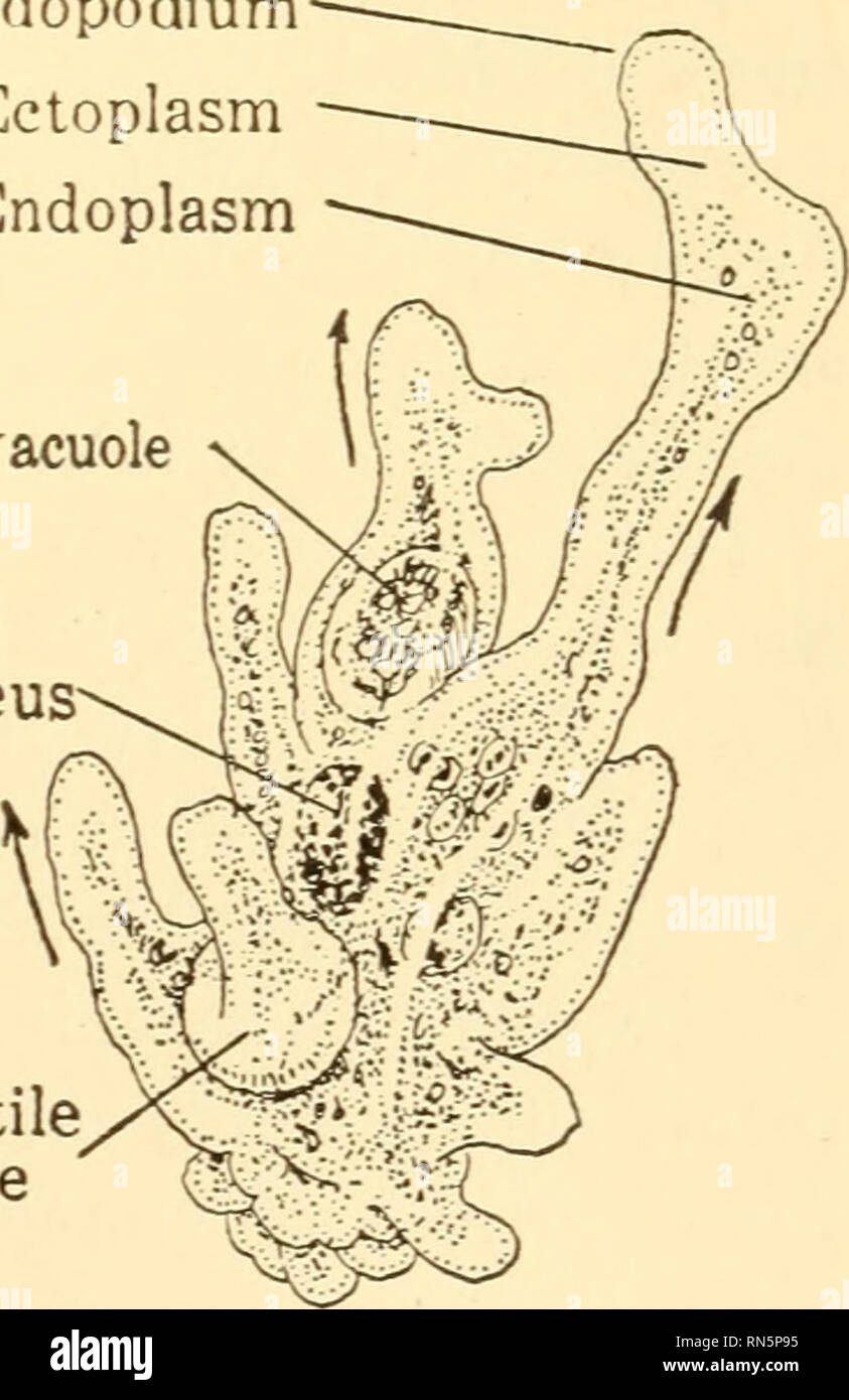 Plant And Animal Organisms