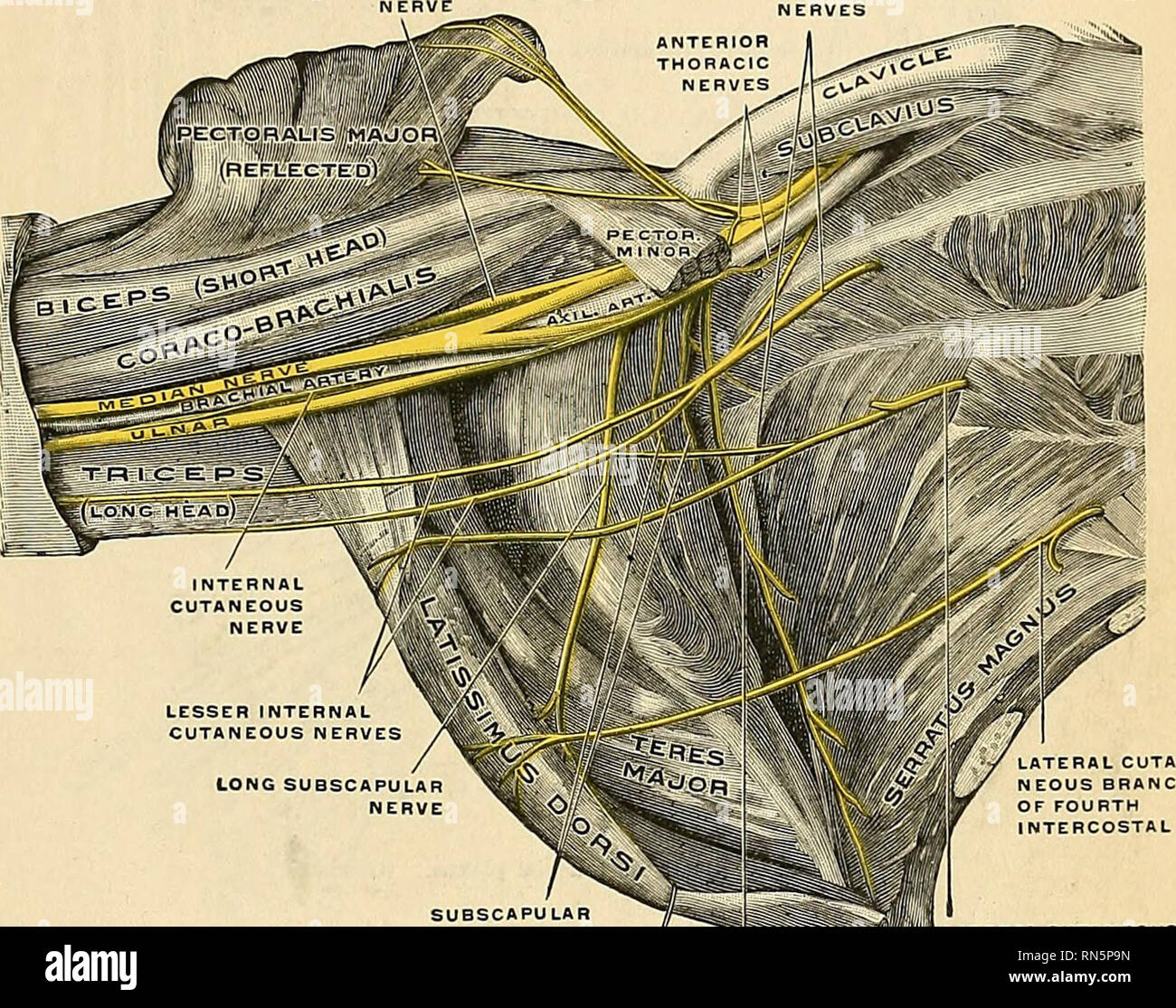 Cervicalis hi-res stock photography and images - Alamy