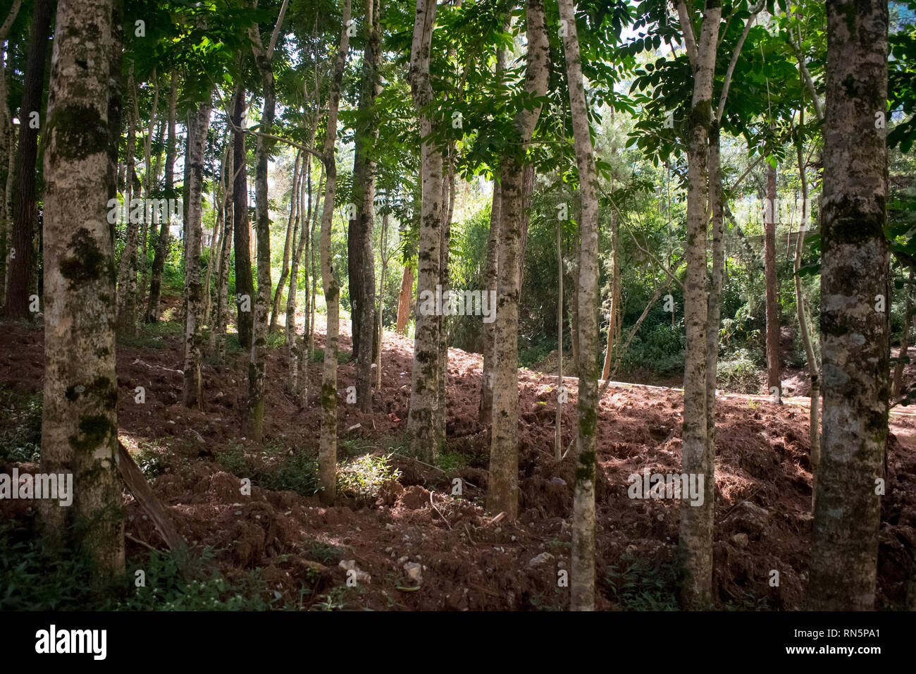 Tall stems of foliage hi-res stock photography and images - Alamy
