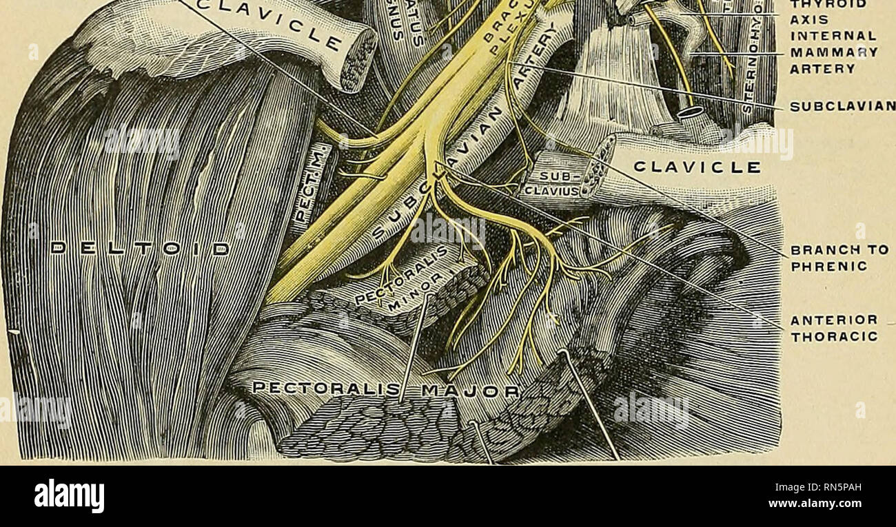 . Anatomy, descriptive and applied. Anatomy. '/W/''^m. Fig. 763.—The ...