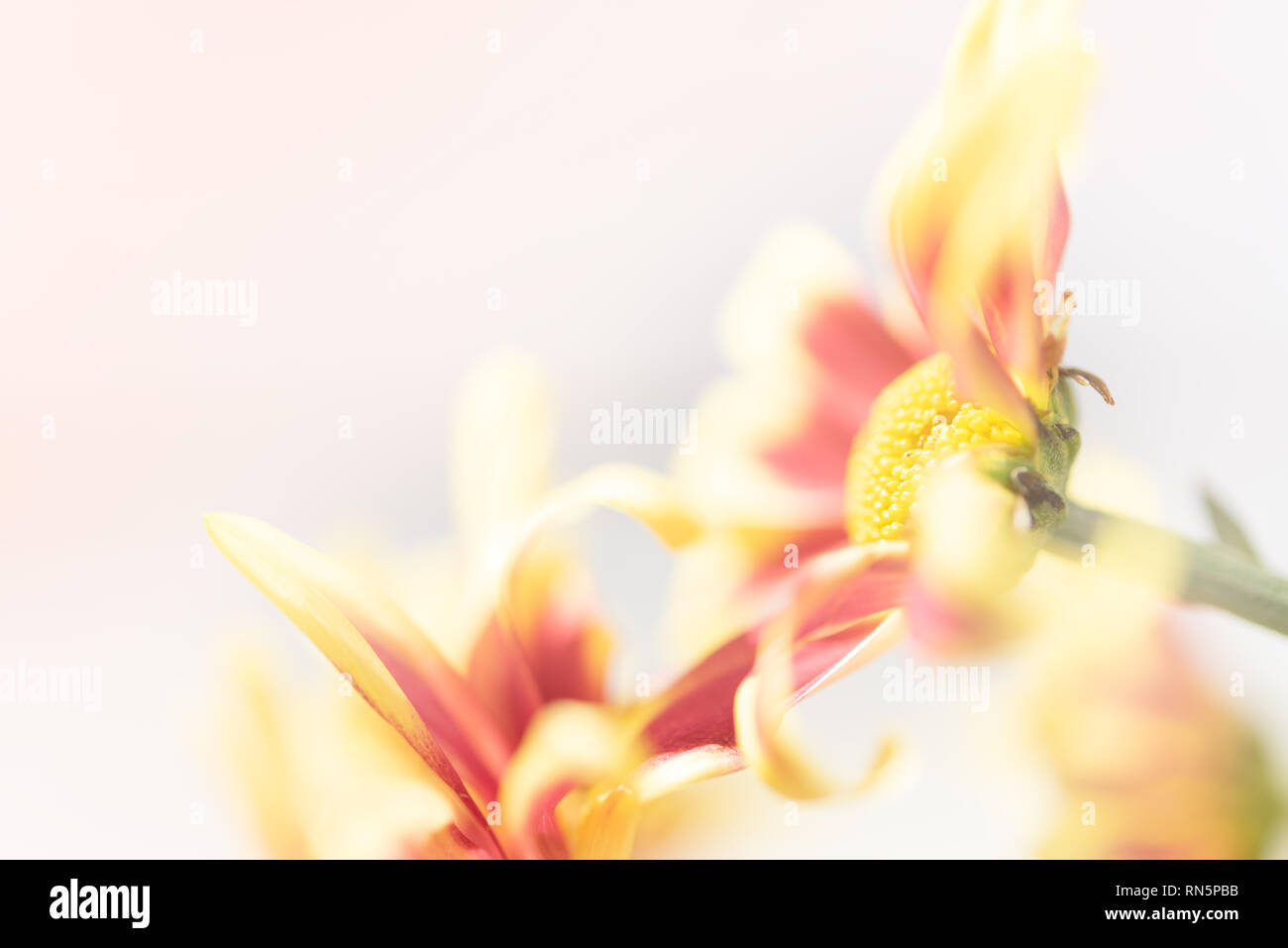 Light Color Flowers Wallpaper