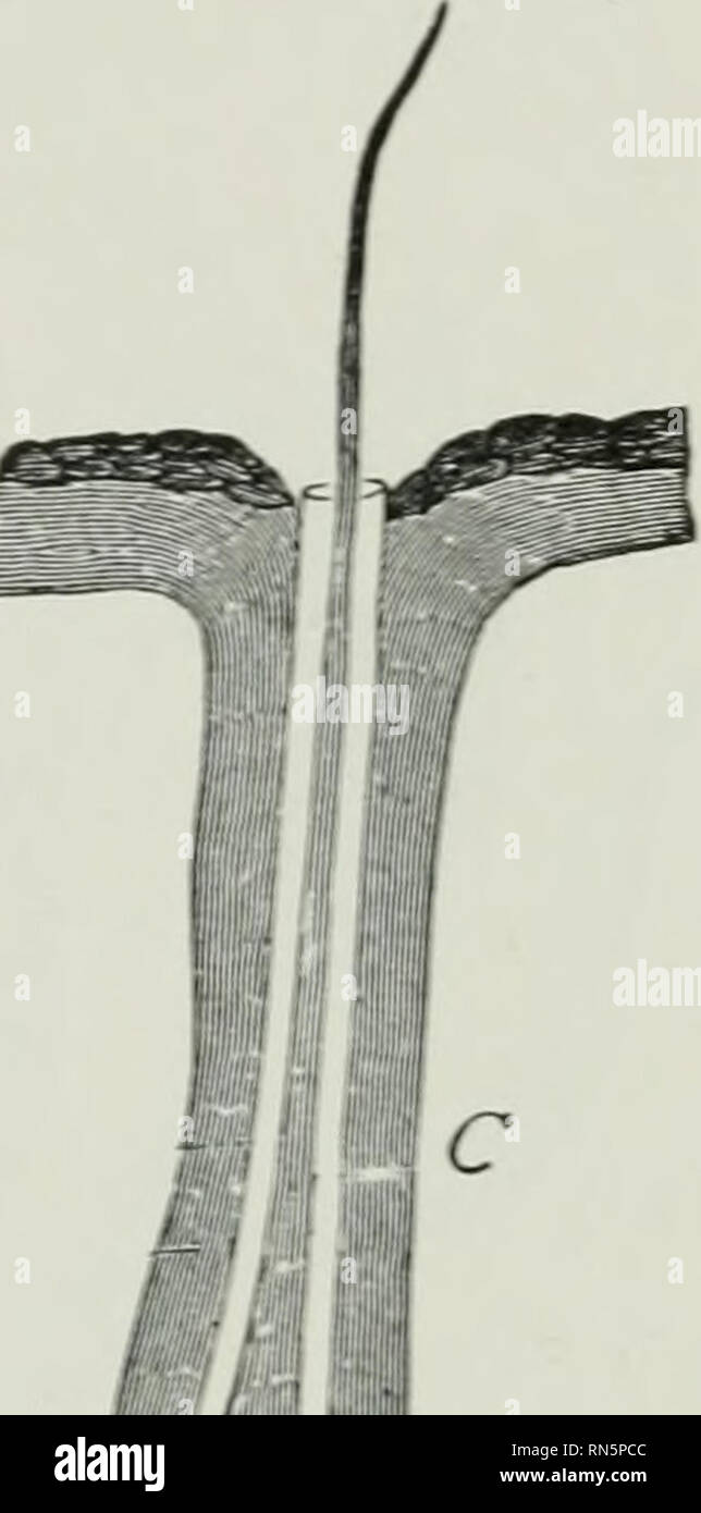 . Animal activities : a first book in zoölogy. Zoology; Animal behavior ...