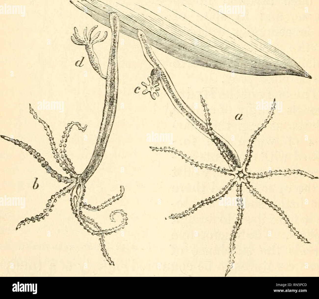 . The animal creation: a popular introduction to zoology. Zoology. 32 ...