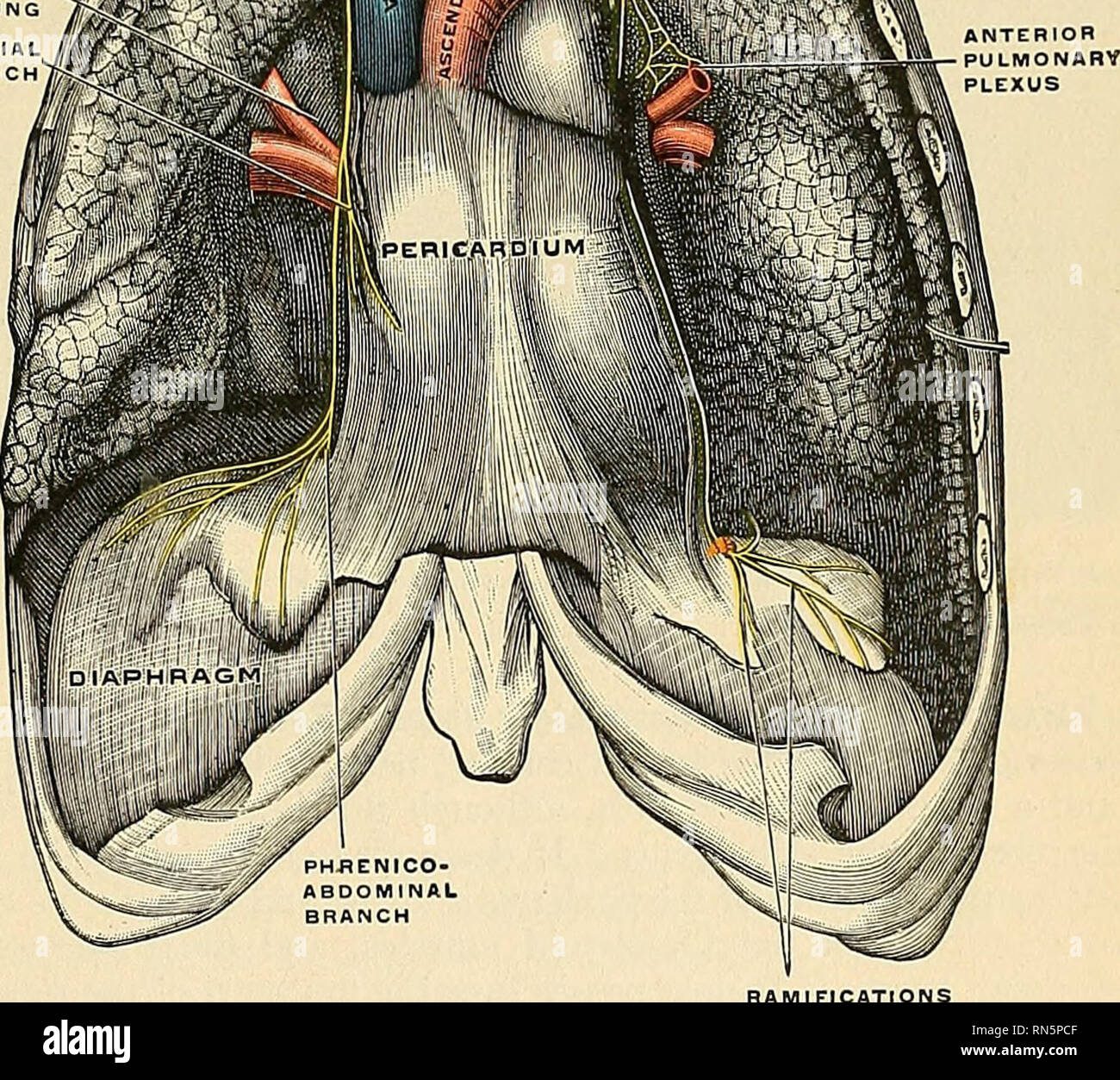 . Anatomy, descriptive and applied. Anatomy. Fig. 762.—The phn rith the ...