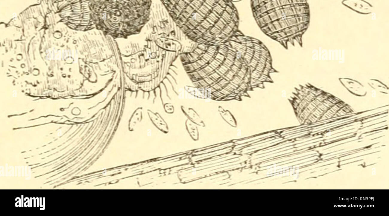 Chilomonas hi-res stock photography and images - Alamy