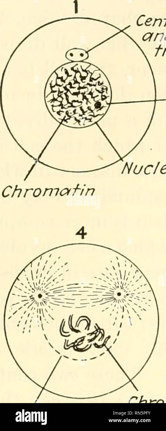 . Animal biology. Zoology; Biology. 48 FUNDAMENTAL PRINCIPLES spindle ...