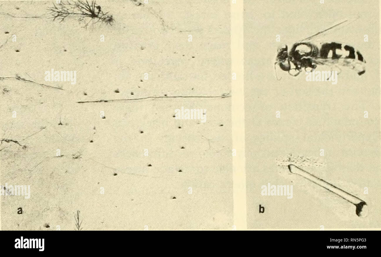 Burrow cross section hi-res stock photography and images - Alamy