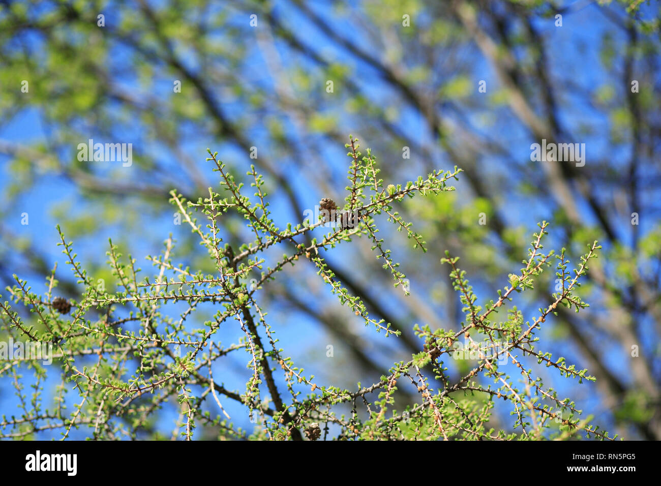 tree at spring in park Stock Photo - Alamy