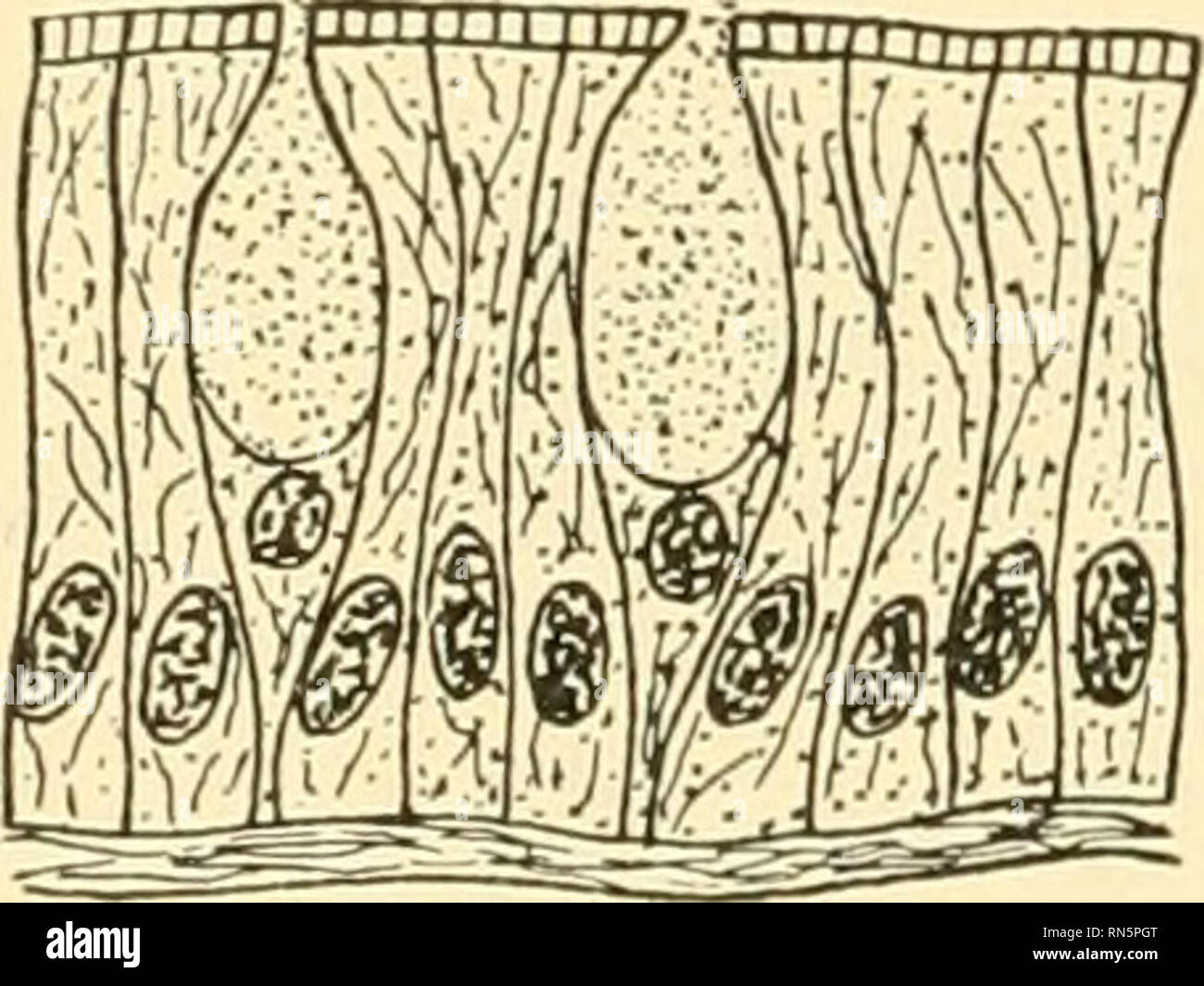 Keratin epithelial cell hi-res stock photography and images - Alamy