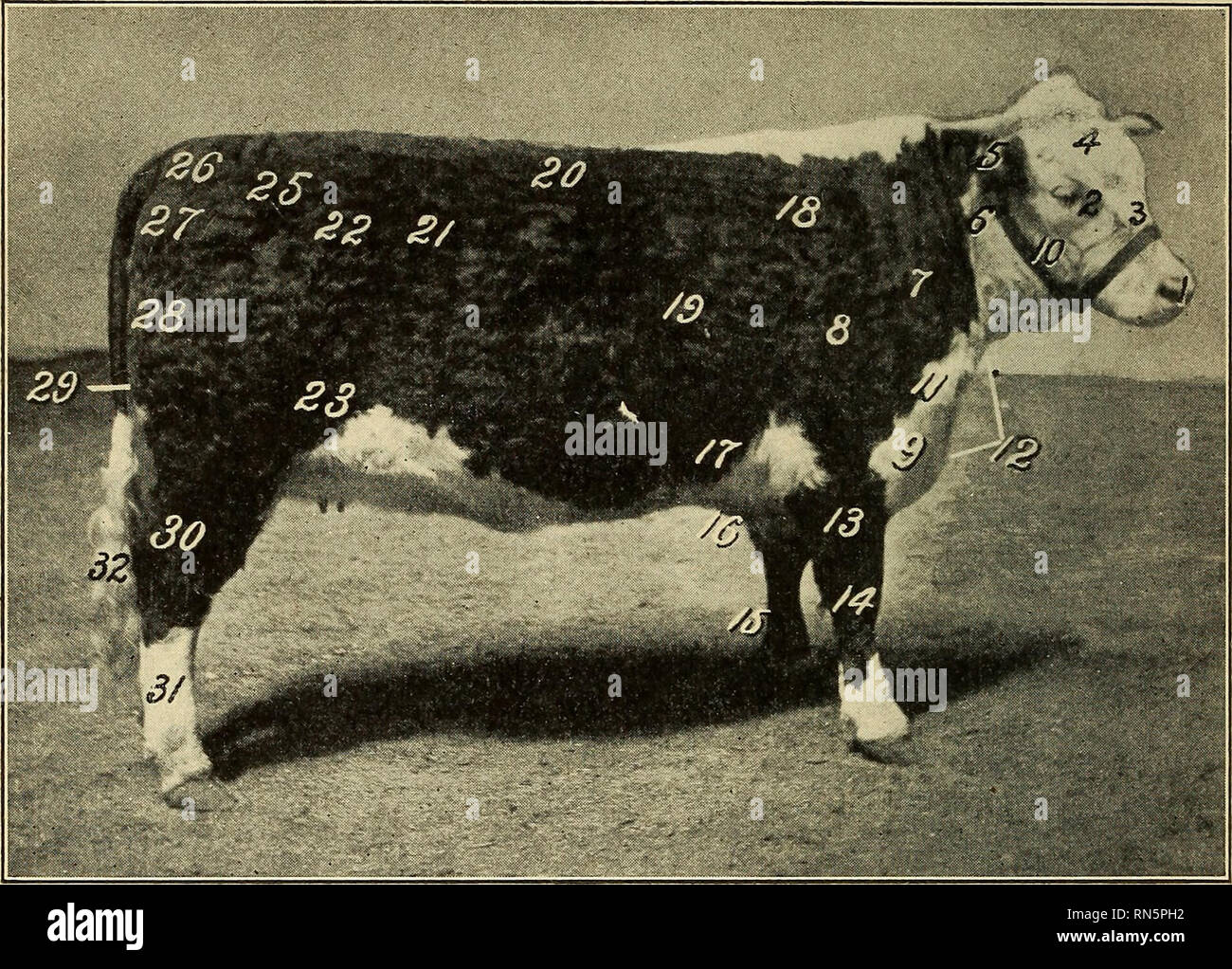 . Animal husbandry for schools. Livestock. 106 Animal Husbandry. Fig ...