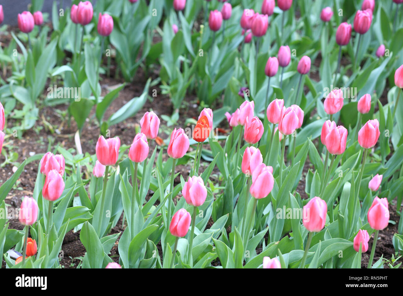Red Tulip at Spring Stock Photo - Alamy