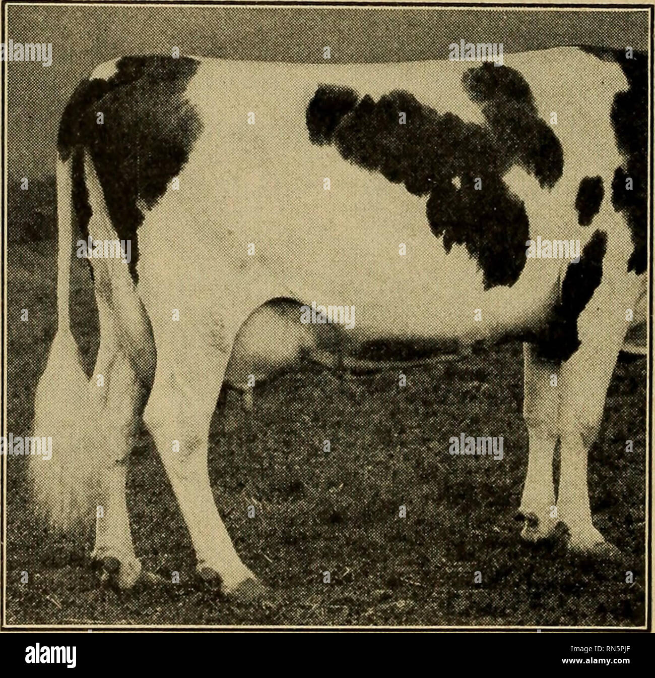 . Animal husbandry. Livestock. 184 JUDGING CATTLE remembered that these ...