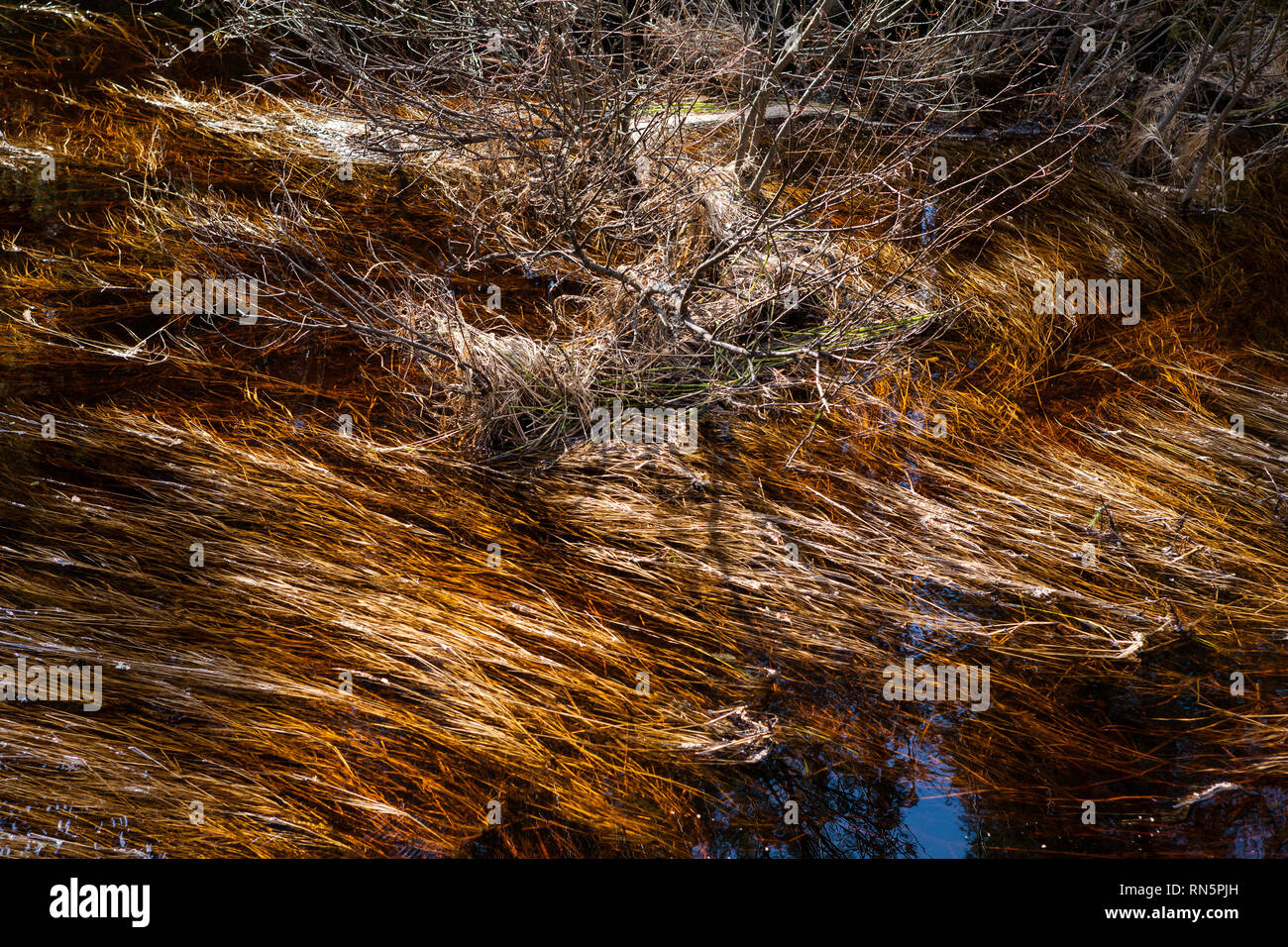 Grass water plants in river Stock Photo - Alamy