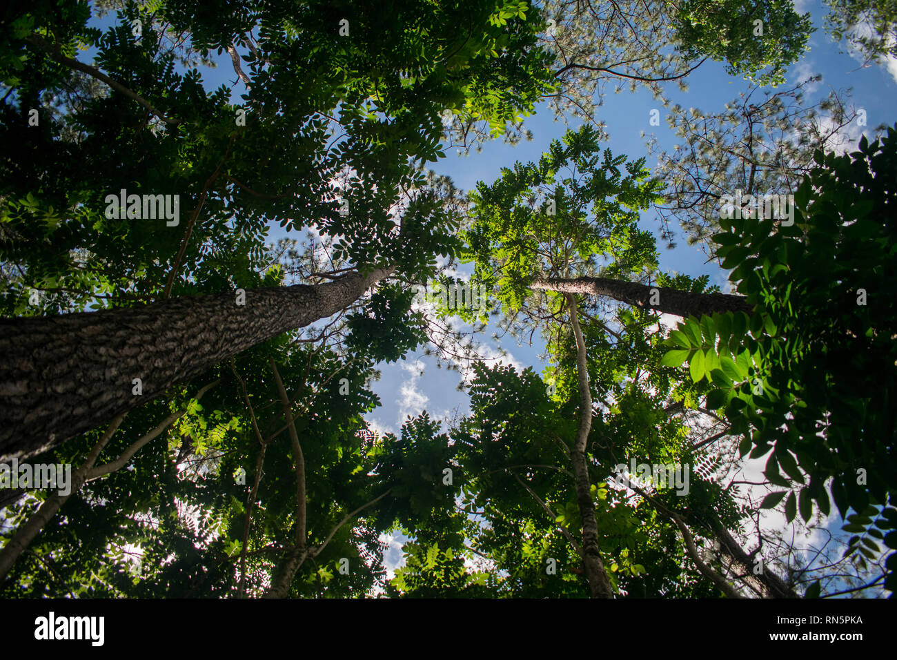 Trunks of beautiful forest trees Stock Photo - Alamy