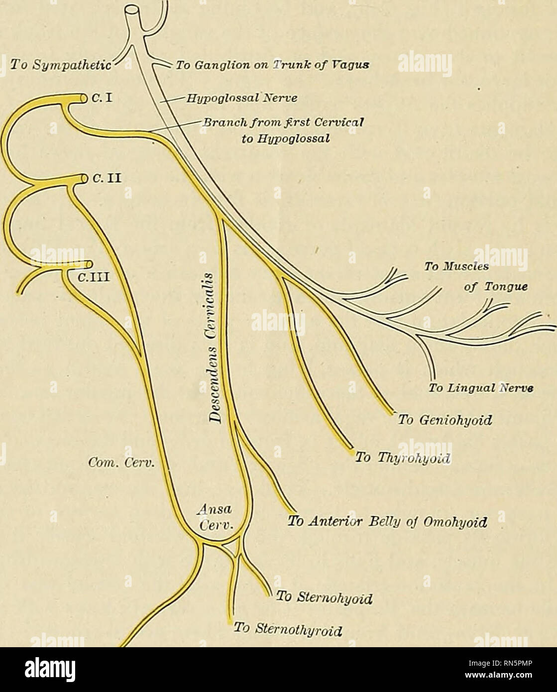 Occipital triangle hi-res stock photography and images - Alamy