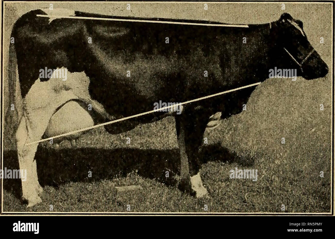 Well kept cows hi-res stock photography and images - Alamy