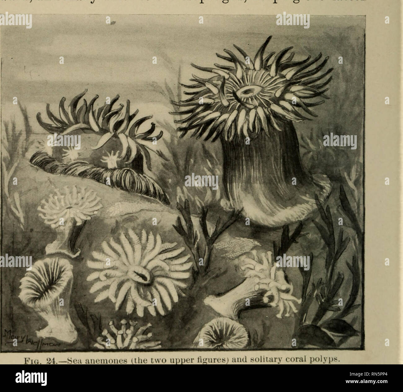 Slender tentacles extend hi-res stock photography and images - Alamy