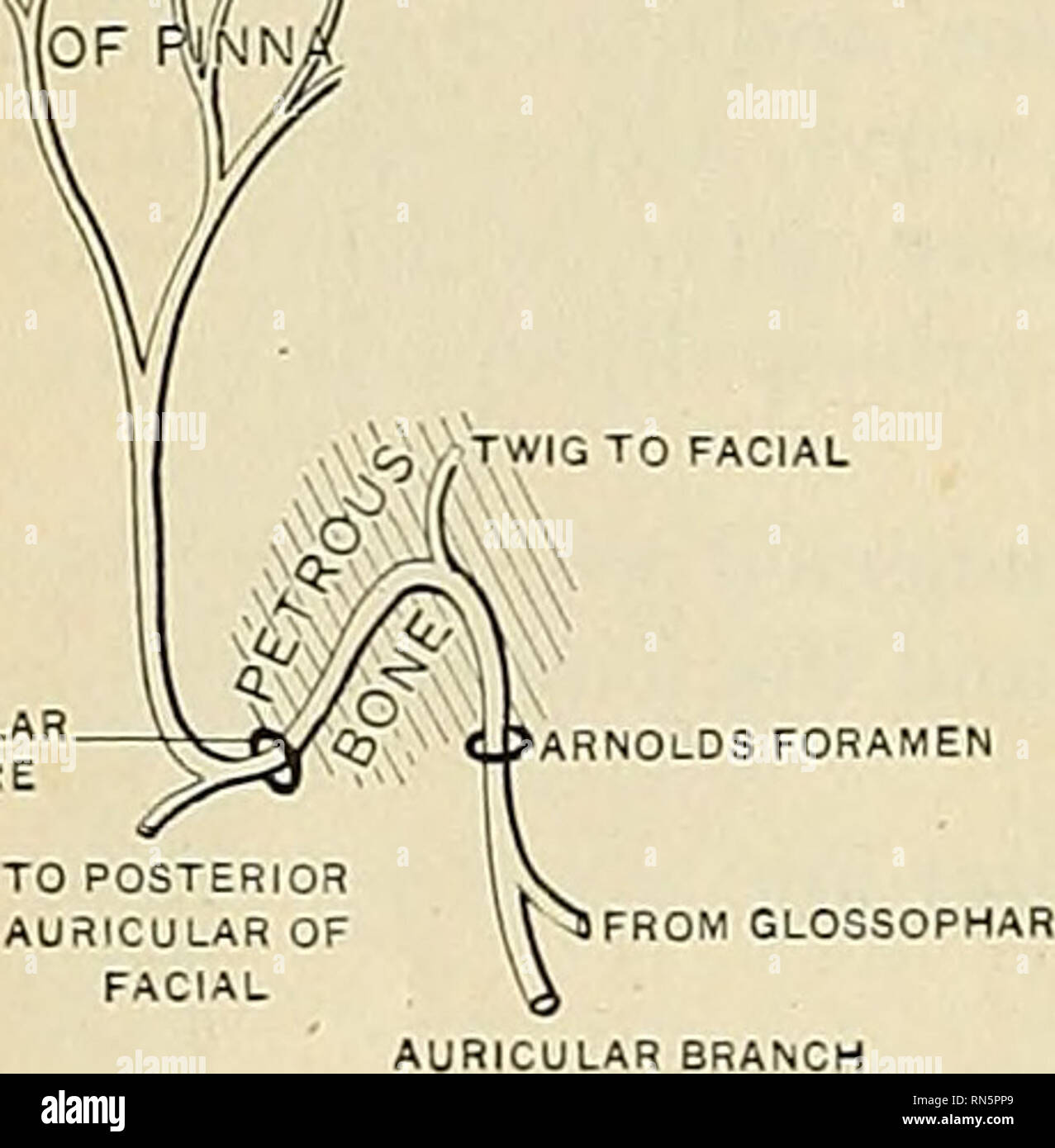 Posterior Auricular High Resolution Stock Photography and Images - Alamy