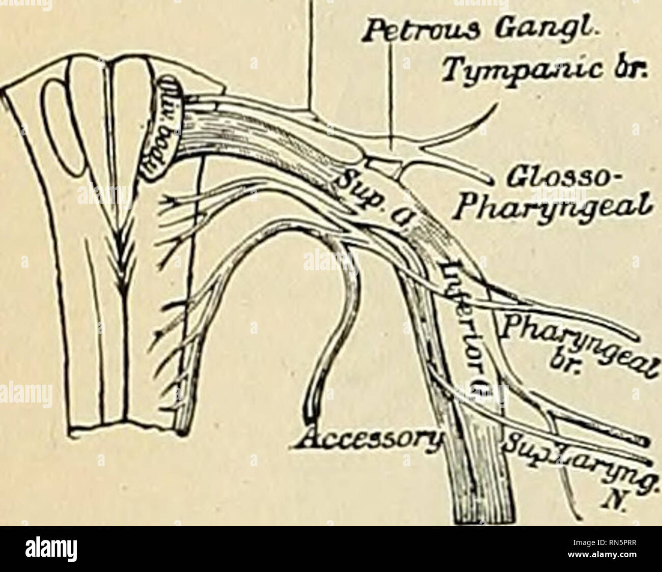 Flocculus High Resolution Stock Photography and Images - Alamy
