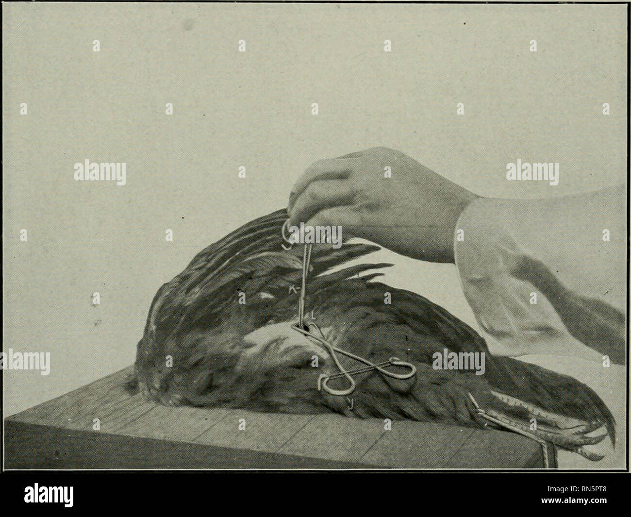 . Animal castration; a book for the use of students and practitioners ...