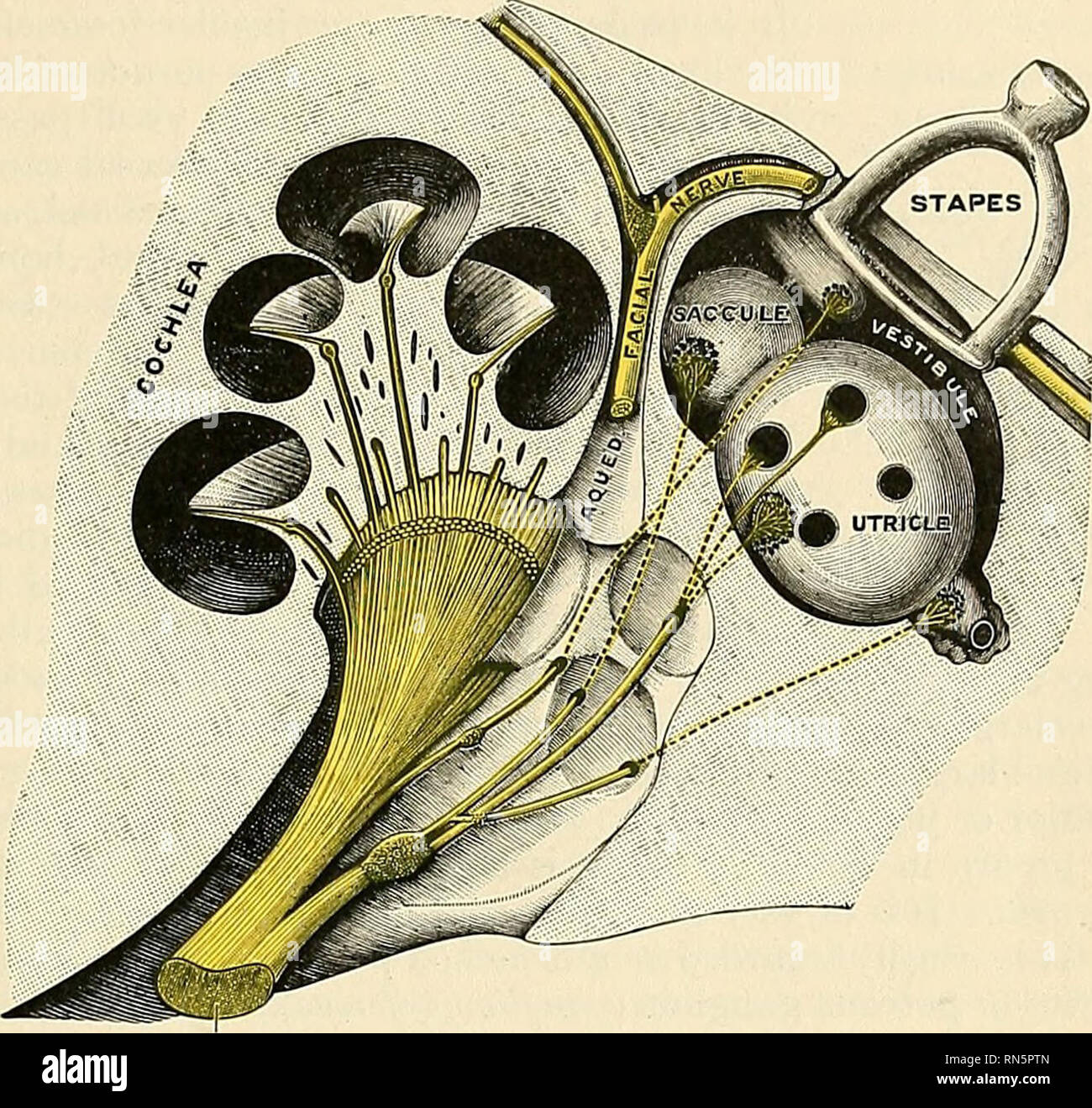 Ampullar crista hi-res stock photography and images - Alamy