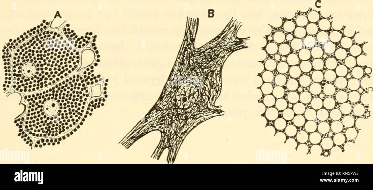 . Animal biology. Zoology; Biology. PROTOPLASM 23 the orderly sequence ...