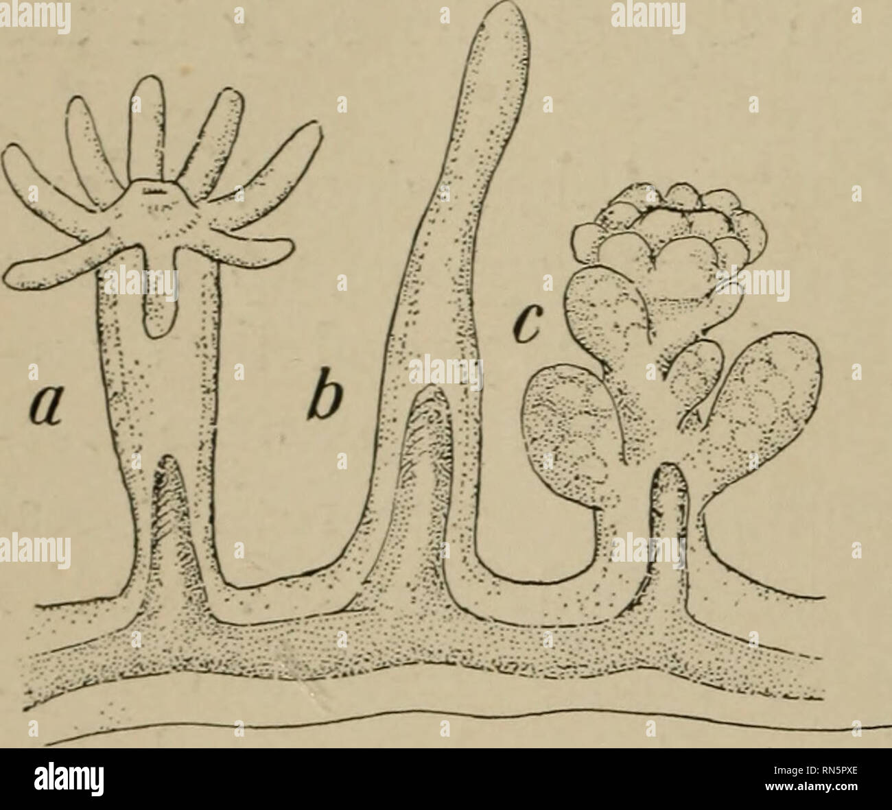 Branching structure represents hi-res stock photography and images - Alamy