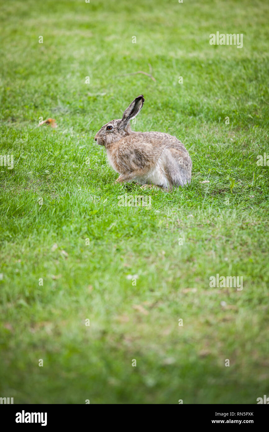 Wildlife lawn hare bunny rabbit hi-res stock photography and images - Alamy