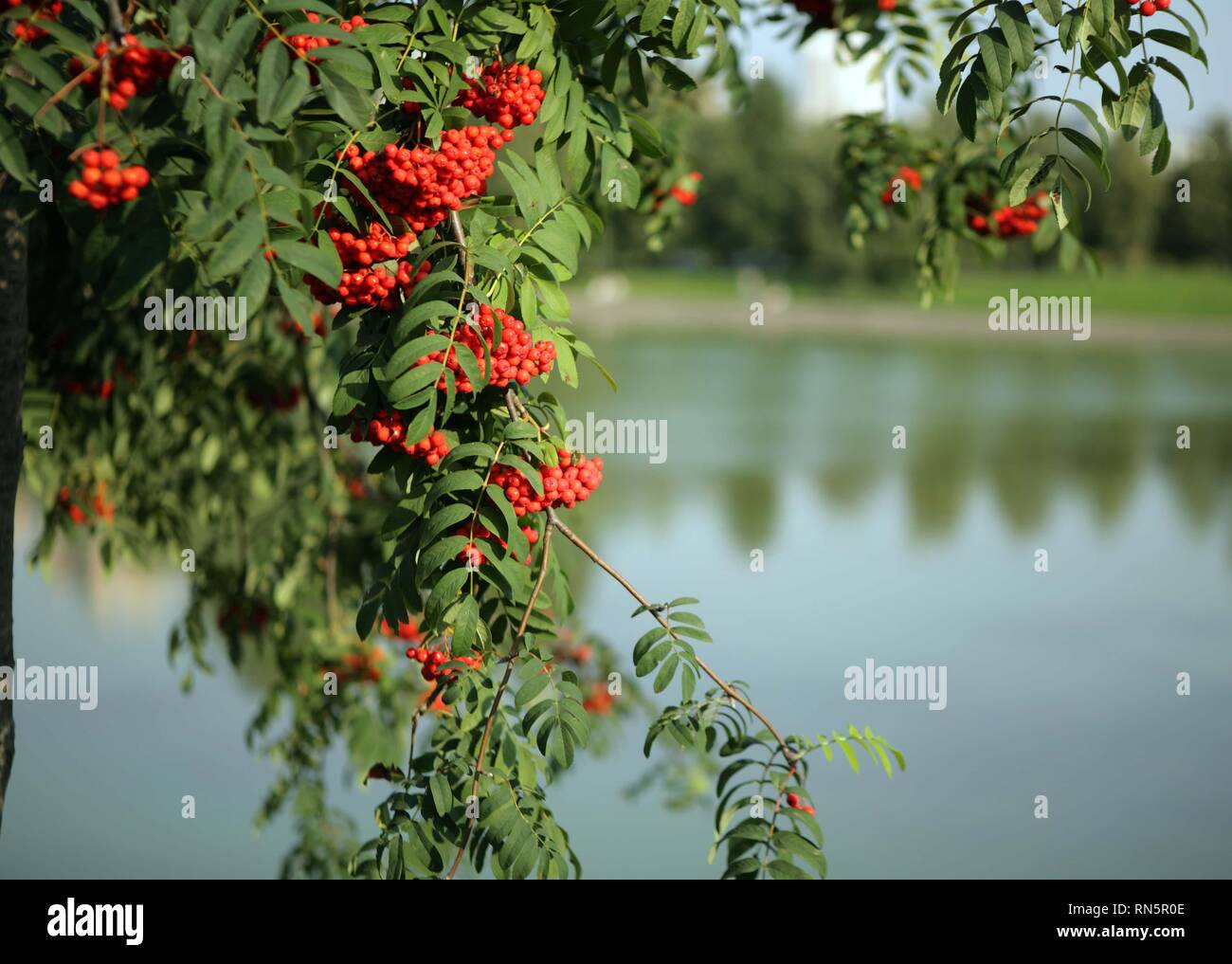 ashberry with leafs on sky background Stock Photo - Alamy