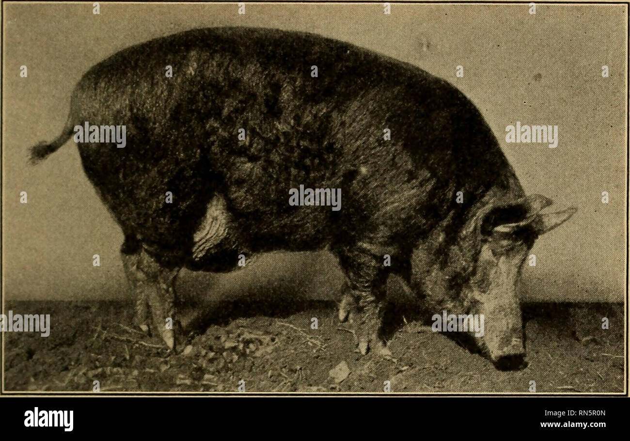 . Animal husbandry. Livestock. HAMPSHIRE HOG 161. Fig. 63. — Tamworth ...