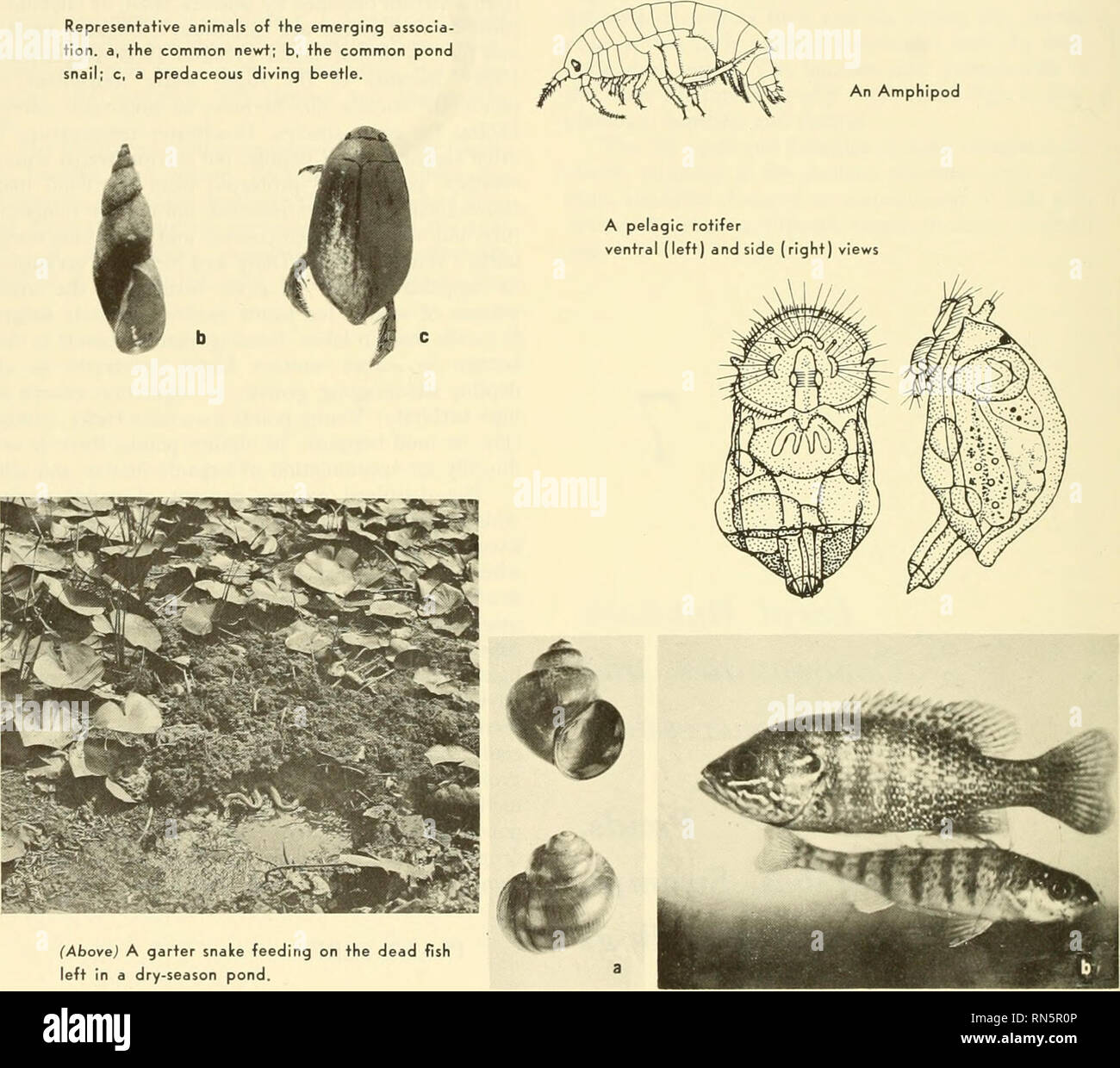 Diving beetle fish hi-res stock photography and images - Alamy