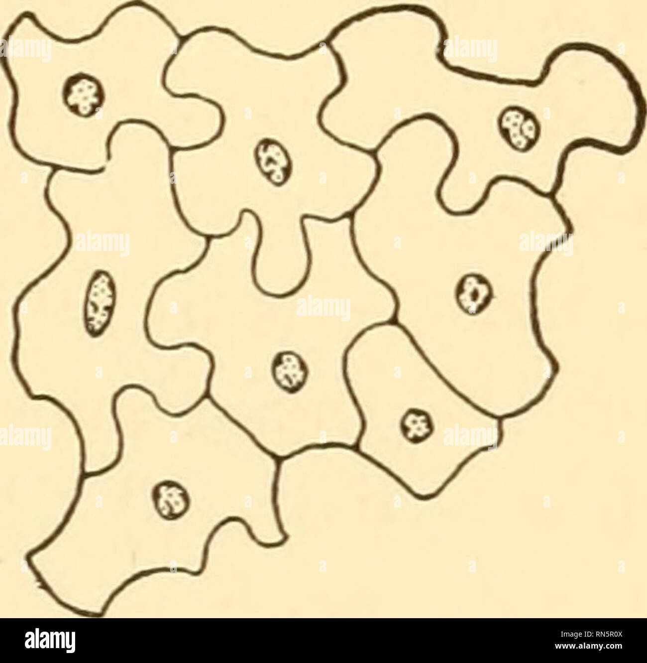 Frog skin cell hi-res stock photography and images - Alamy