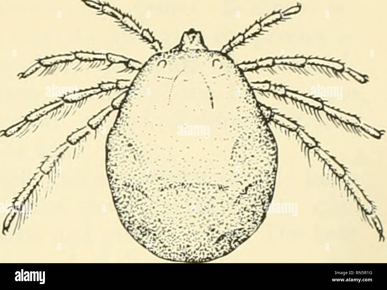 Common pond snail hi-res stock photography and images - Alamy