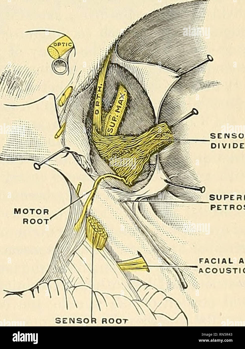 Tentorium Cerebelli